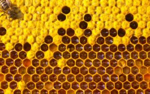 Tripofobia: o que é, causas, sintomas, teste, tem cura? | MS