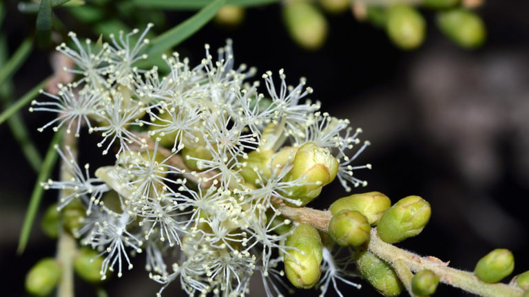 Melaleuca (tea tree): o que é? Veja benefícios, usos e preço | MS