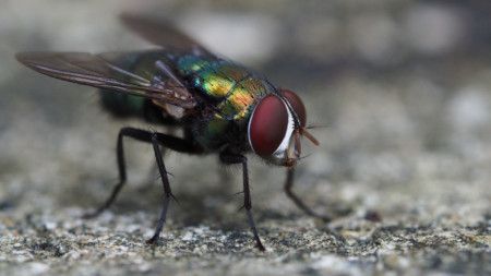 Berne em humanos: o que é, sintomas, diagnóstico e tratamento | MS