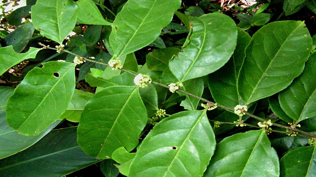 Erva de Bugre: para que serve, benefícios e como preparar o chá | MS